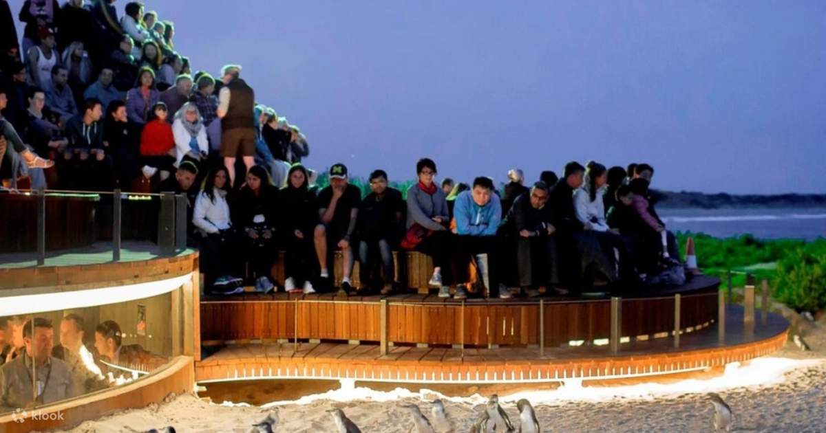 Tour Ngày Đảo Phillip Ngắm Chim Cánh Cụt và Khám Phá Thiên Nhiên - Klook Việt Nam